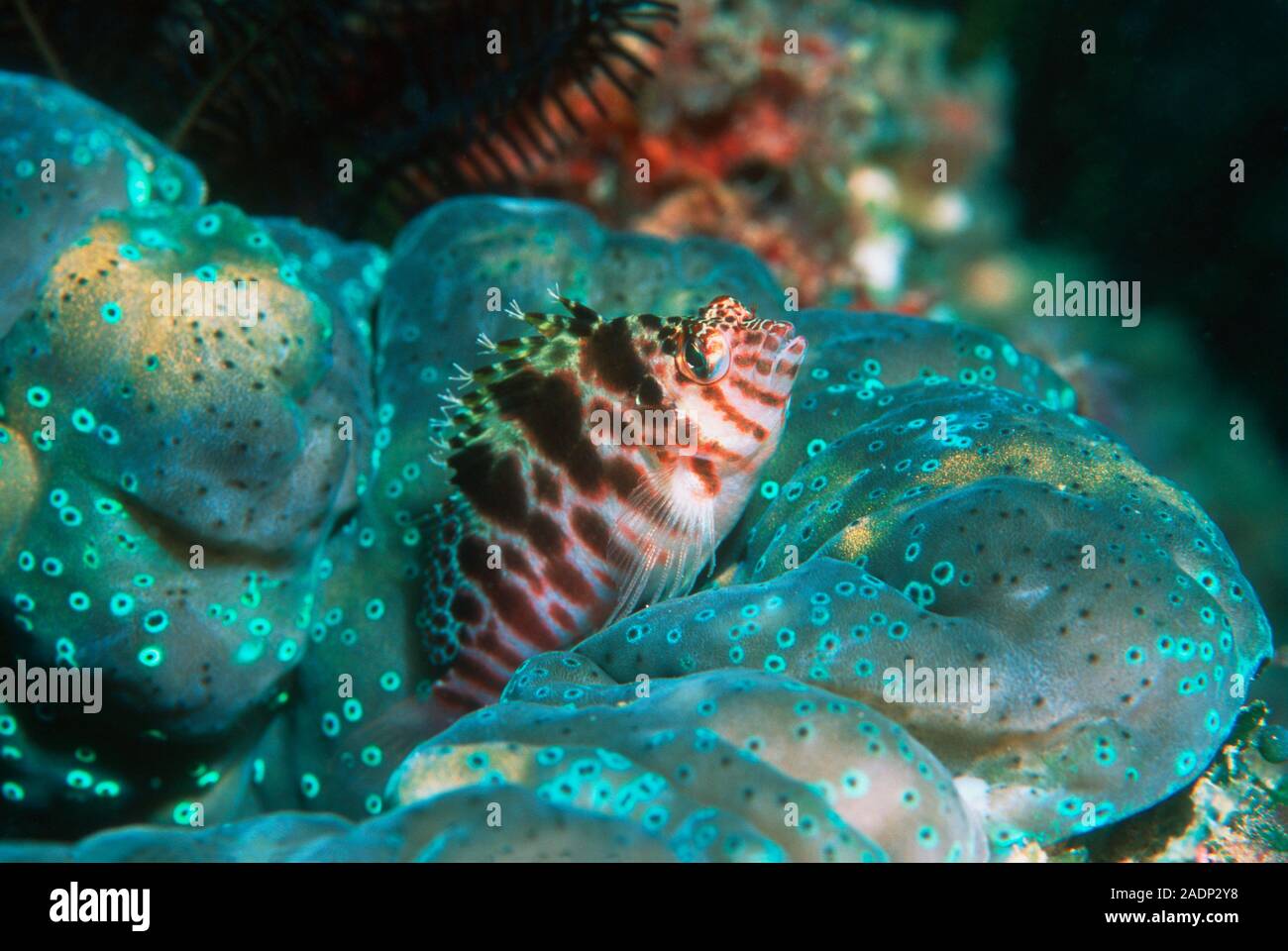 Two-spotted hawkfish (Amblycirrhitus bimacula) hiding inside a giant ...