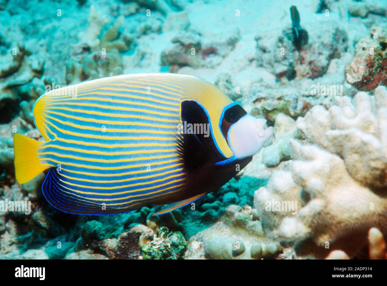 Emperor angelfish (Pomacanthus imperator) swimming over a coral reef ...