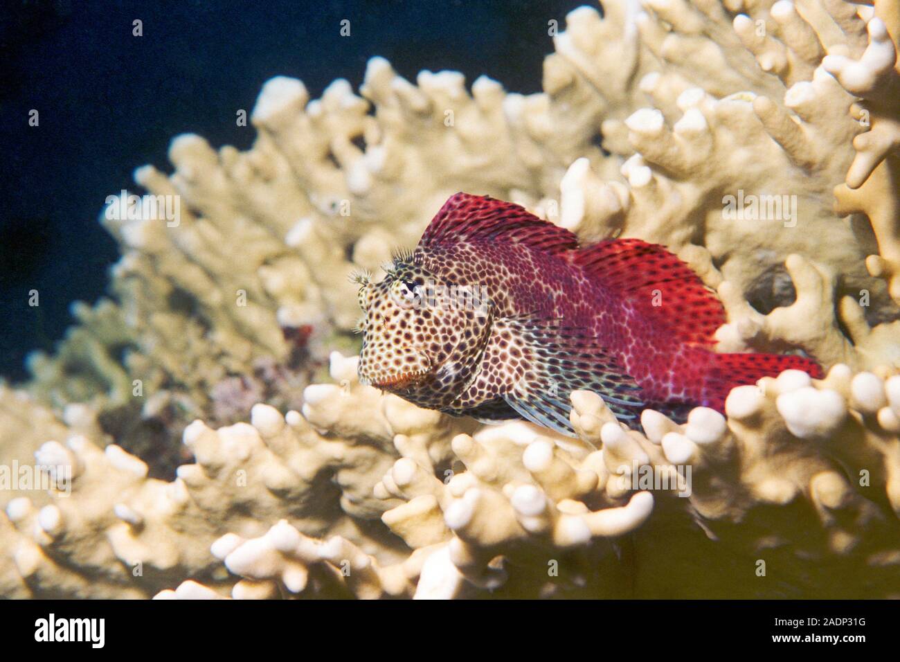 Leopard blenny (Exallias brevis) perched on fire coral. This fish ...