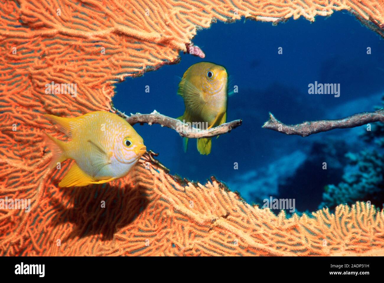 Golden damselfish (Amblyglyphidodon aureus) by a sea fan coral. This ...