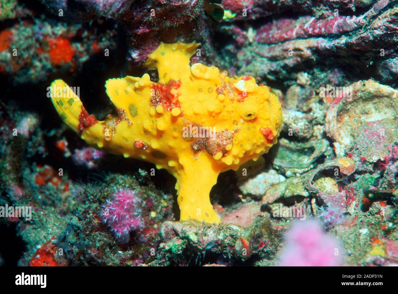 Warty frogfish (Antennarius maculatus) on rocks. This fish is coloured ...