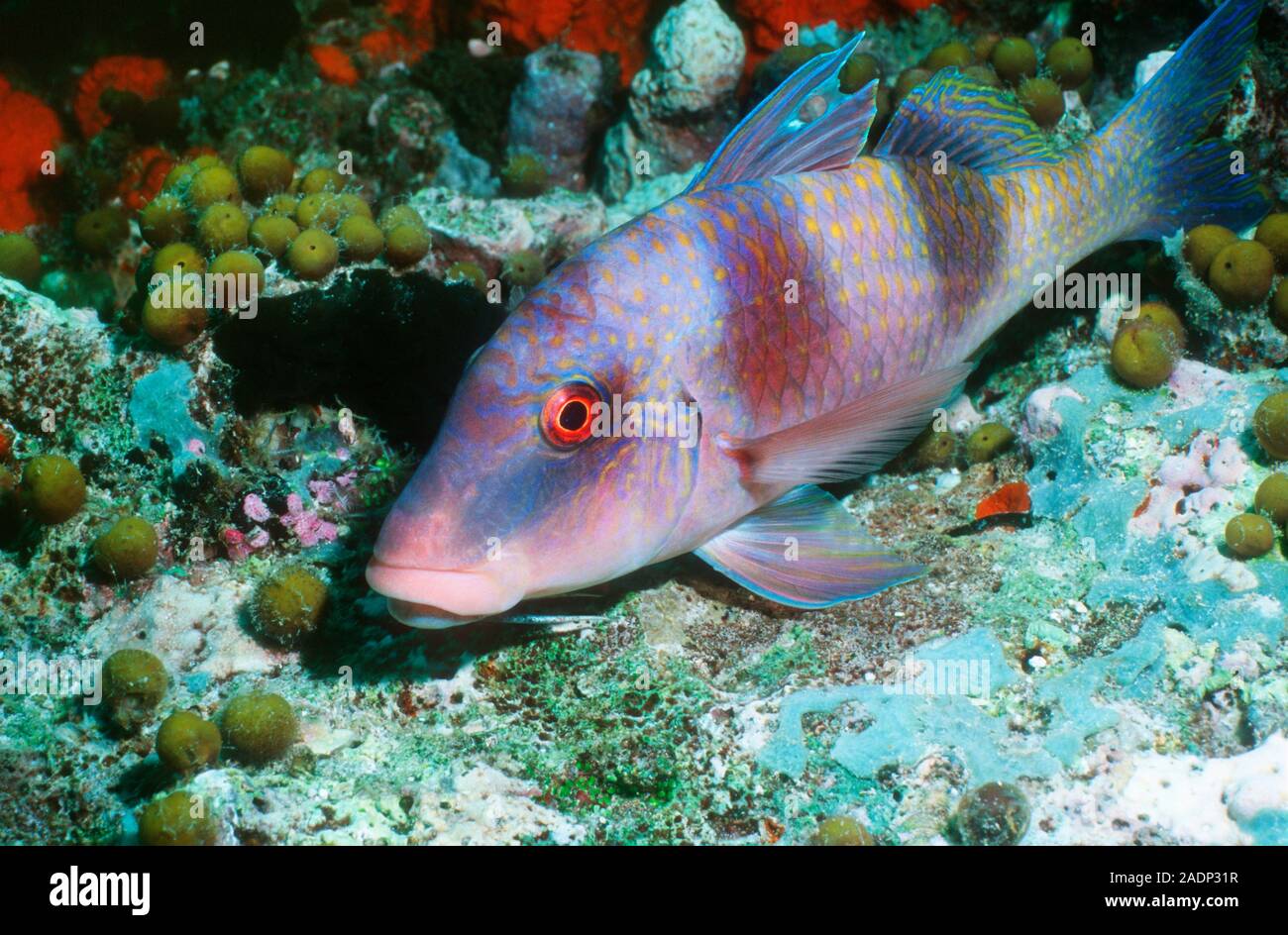 Two-barred goatfish (Parupeneus bifasciatus). This fish inhabits ...
