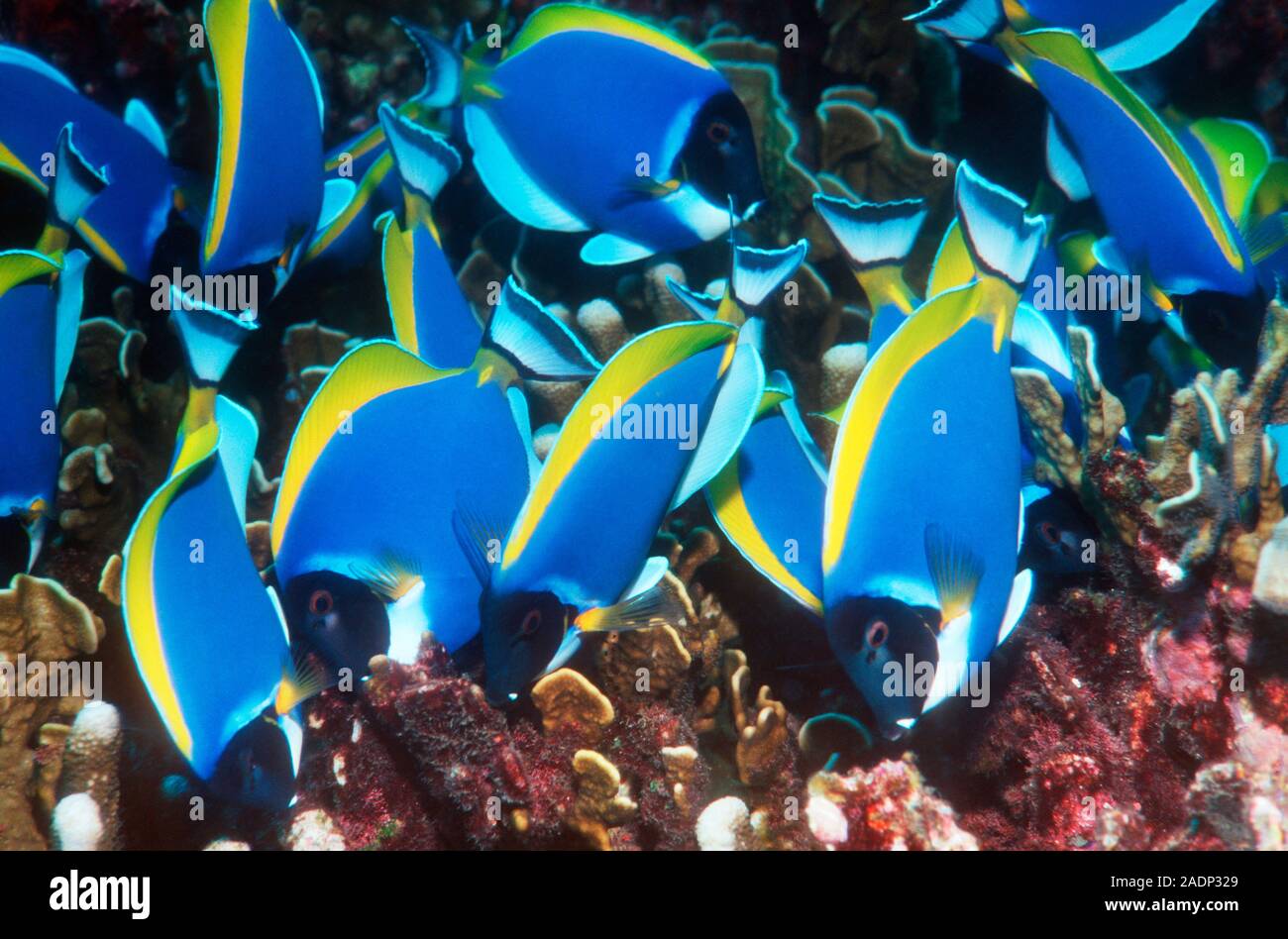 Powderblue surgeonfish (Acanthurus leucosternon) grazing on algae on a ...
