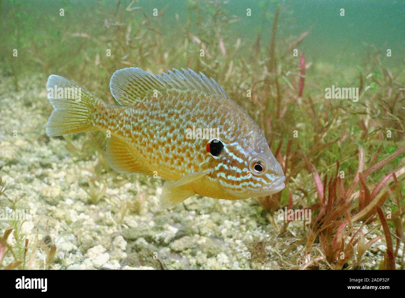 Sunfish hybrid (Lepomis macrochirus x gibbosus). This fish is a ...