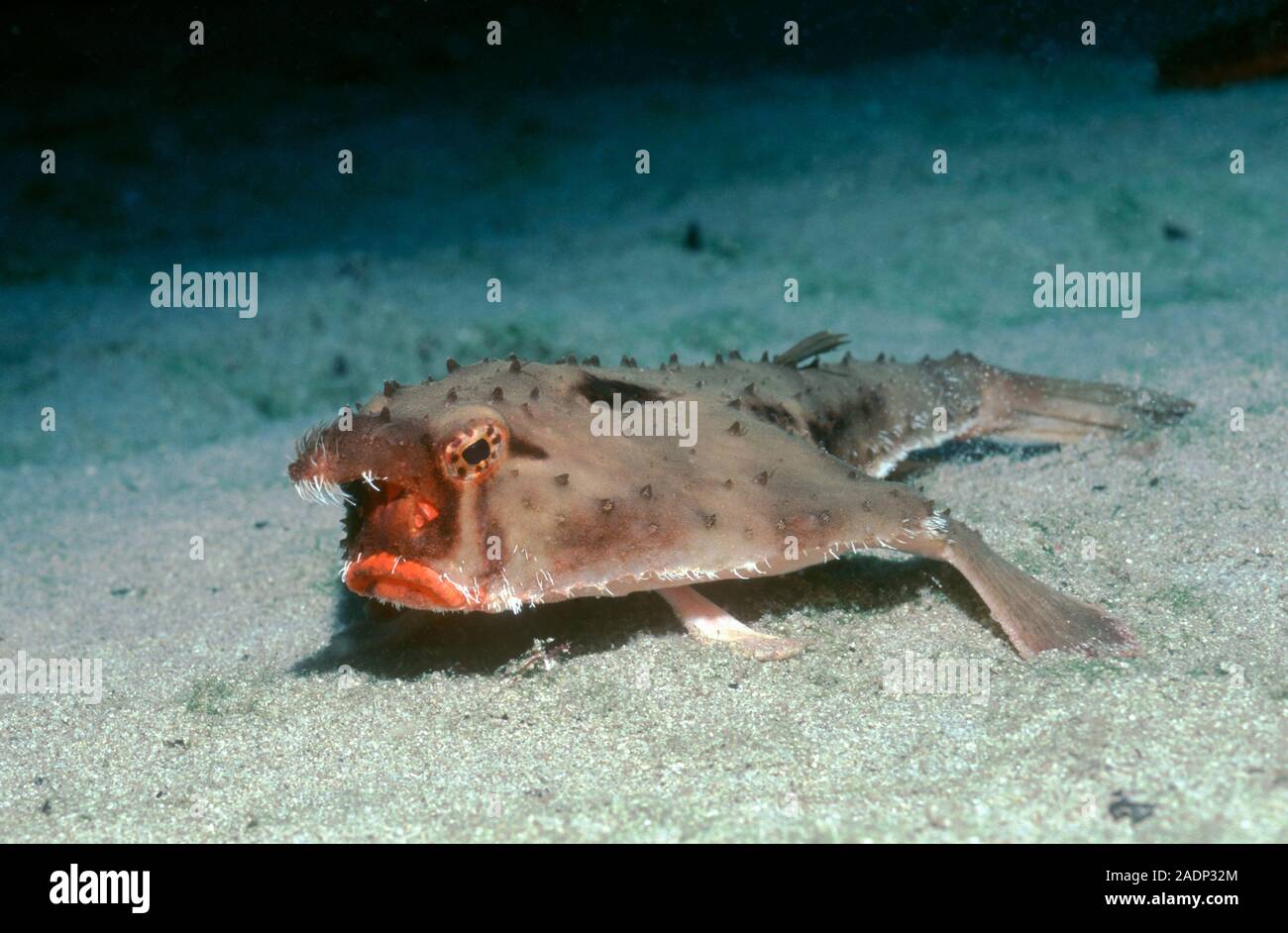 Red lipped batfish (Ogcocephalus darwini). This species is endemic to ...