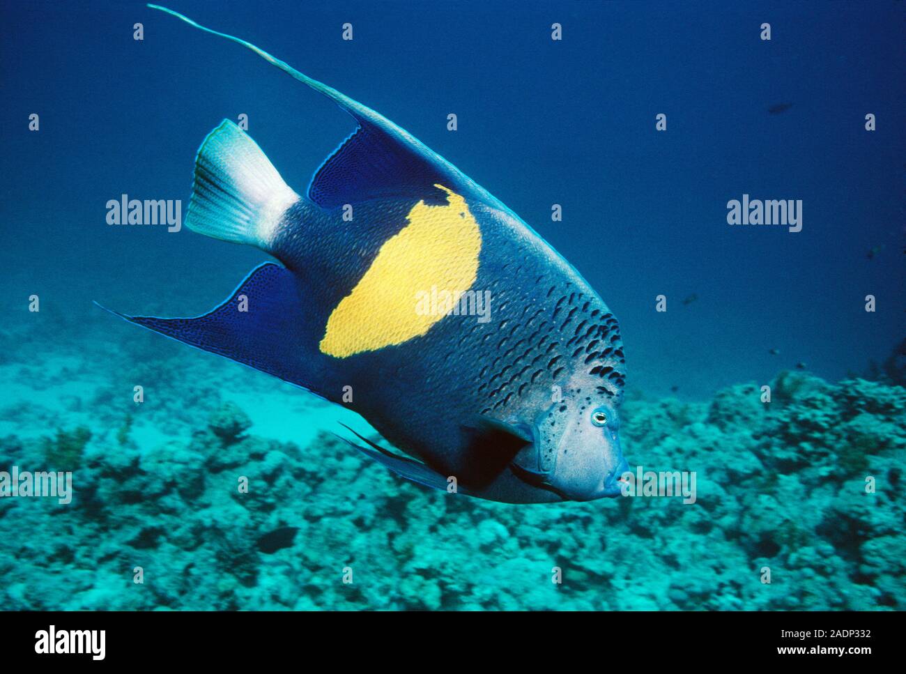Yellowbar angelfish (Pomacanthus maculosus). This species inhabits seas ...