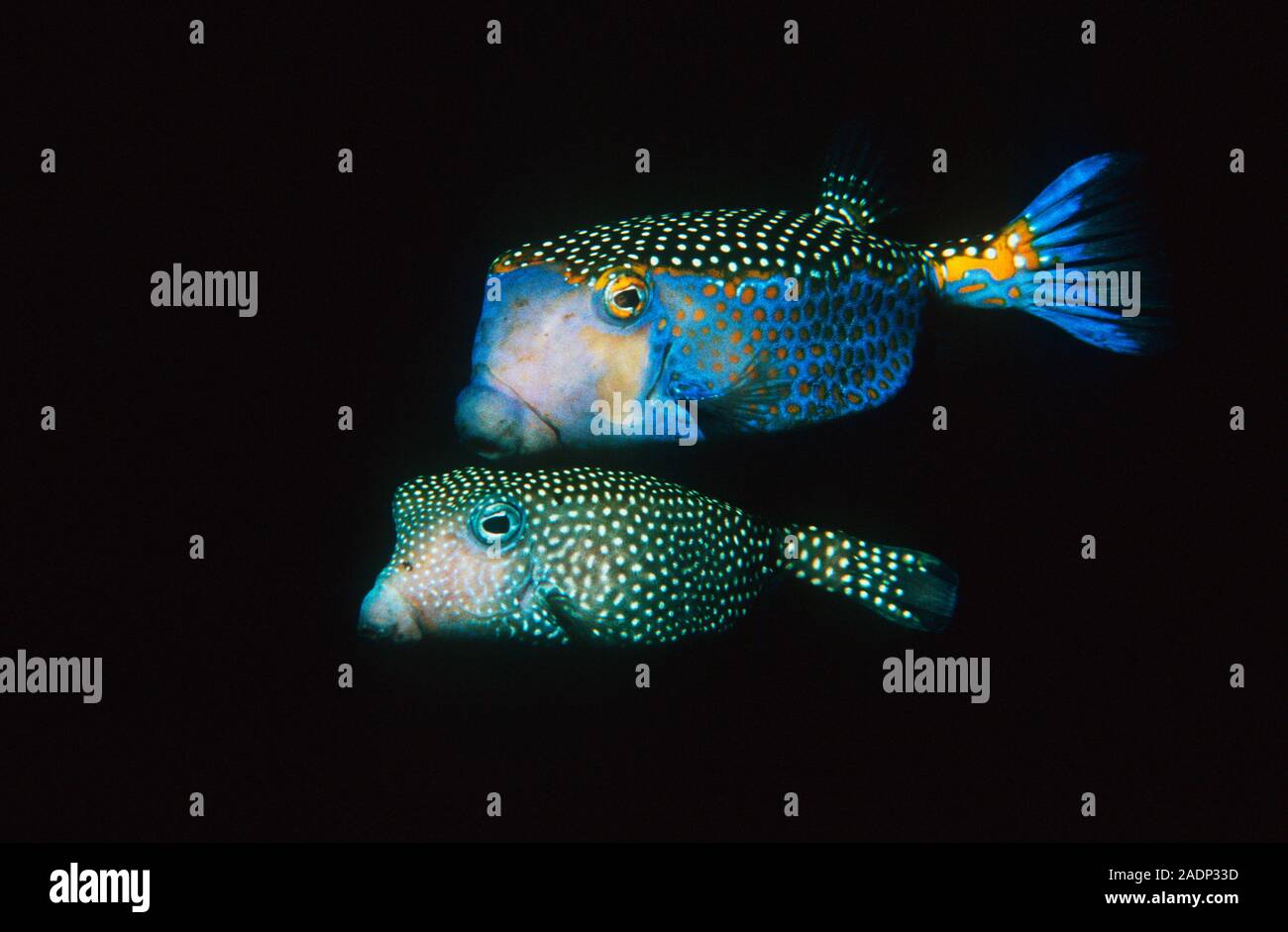 Whitespotted boxfish (Ostracion meleagris) couple. The male is the ...