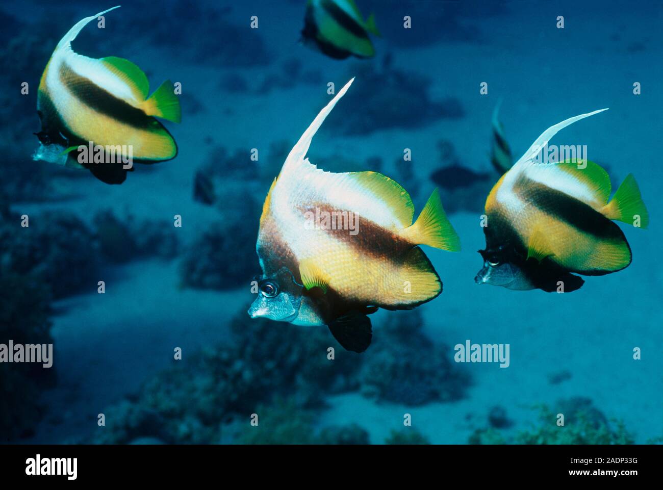 Red Sea bannerfish (Heniochus intermedius). This fish inhabits coral ...