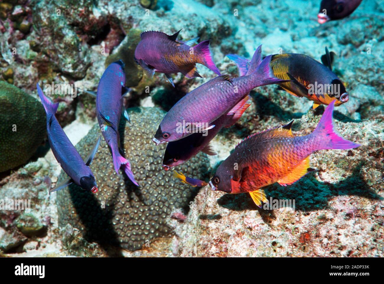 Creole wrasse (Clepticus parrae) at a cleaning station. This fish ...