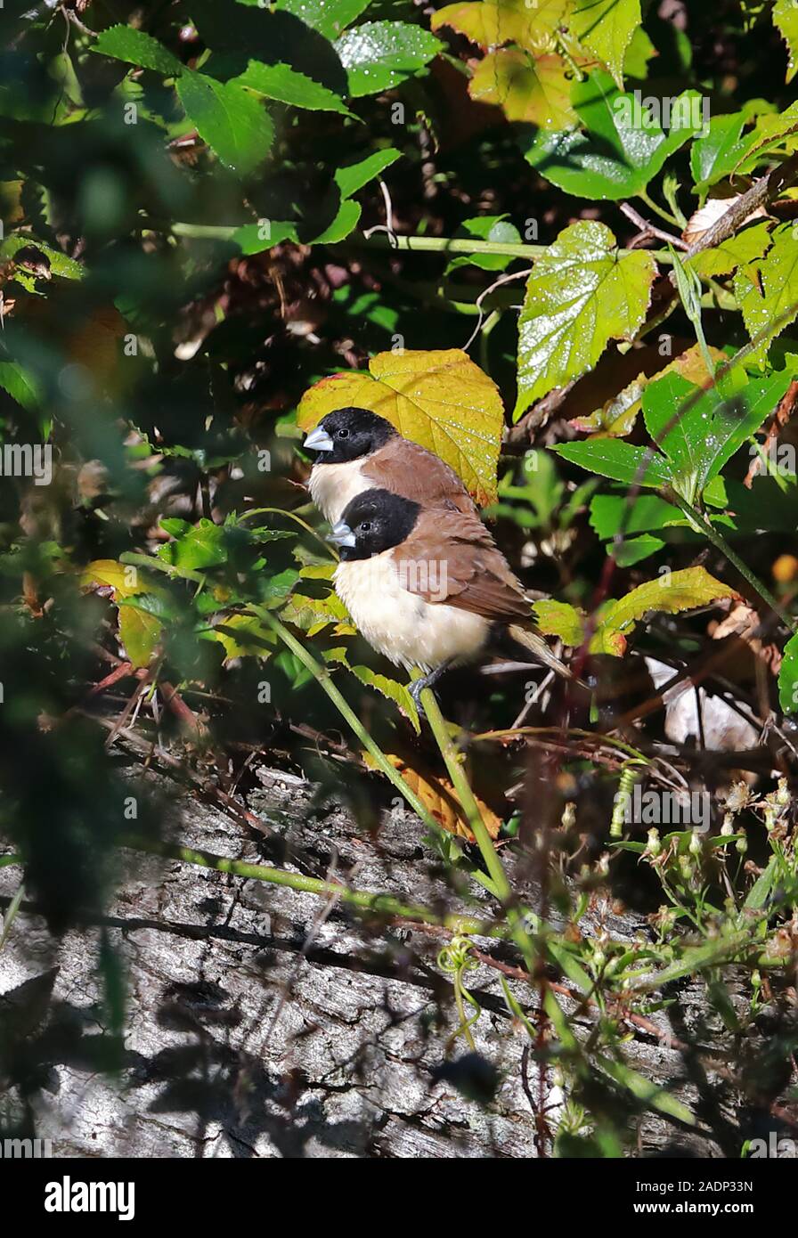Lonchura spectabilis hi-res stock photography and images - Alamy