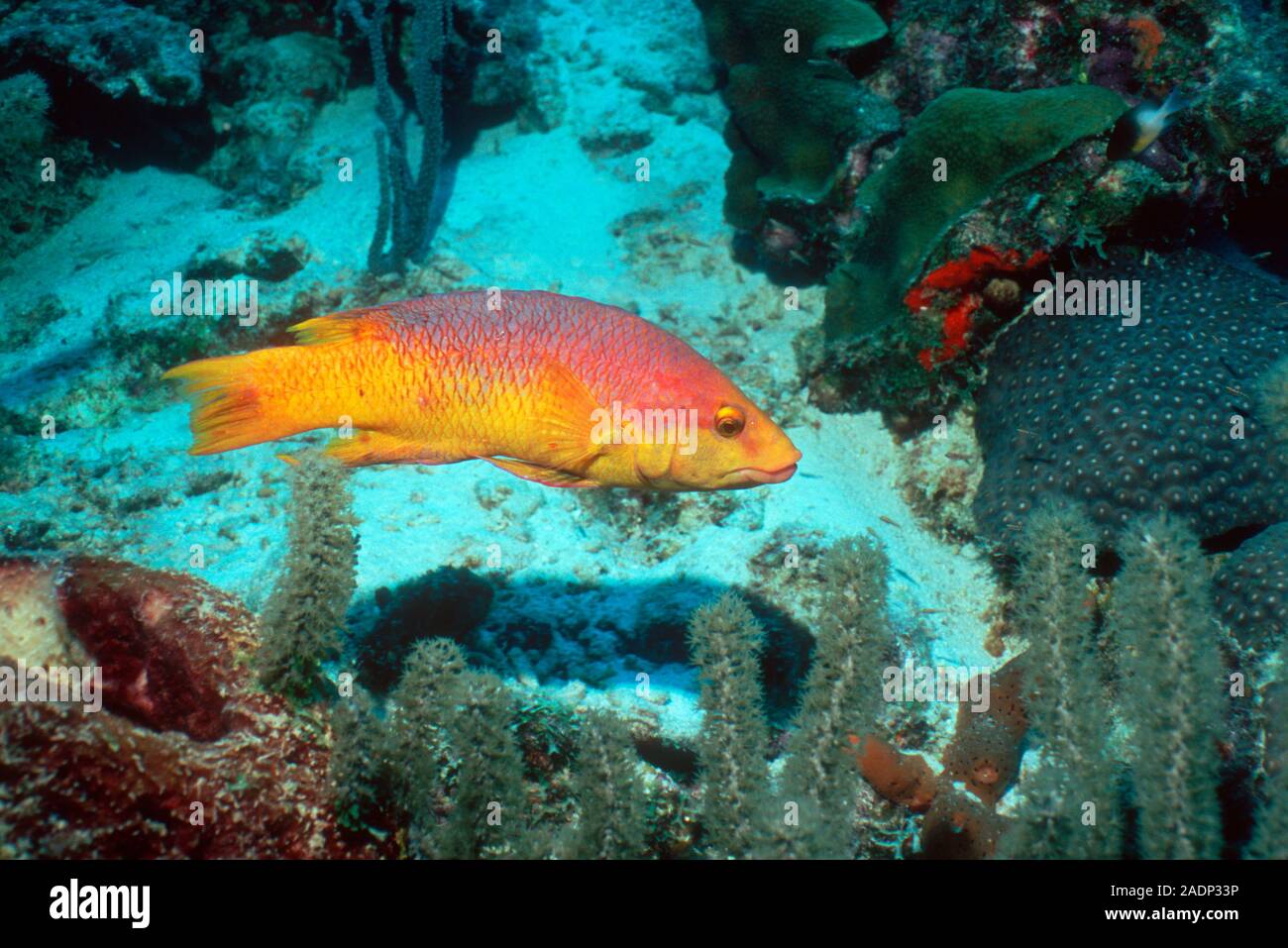 Spanish hogfish (Bodianus rufus). This fish, a type of wrasse, inhabits ...