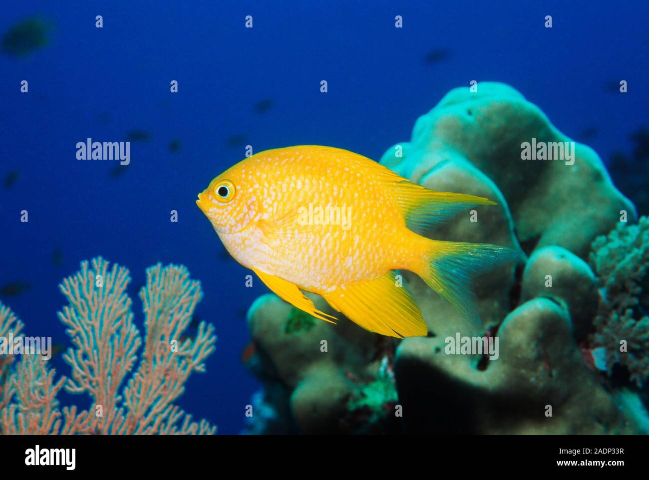 Golden damselfish (Amblyglyphidodon aureus) on a coral reef. This fish ...