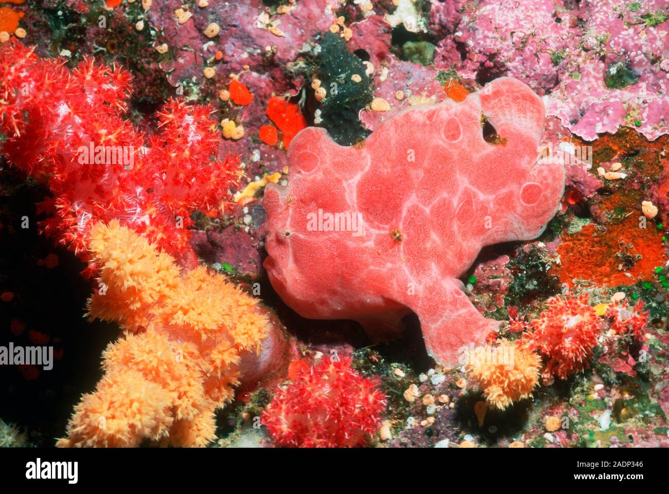Warty frogfish (Antennarius maculatus) on a coral reef. The colour and ...