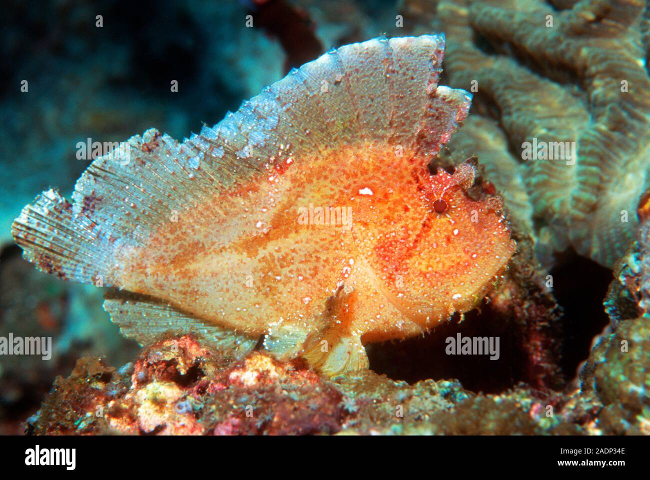 Leaf scorpionfish (Taenianotus triacanthus) resting on coral. This fish ...