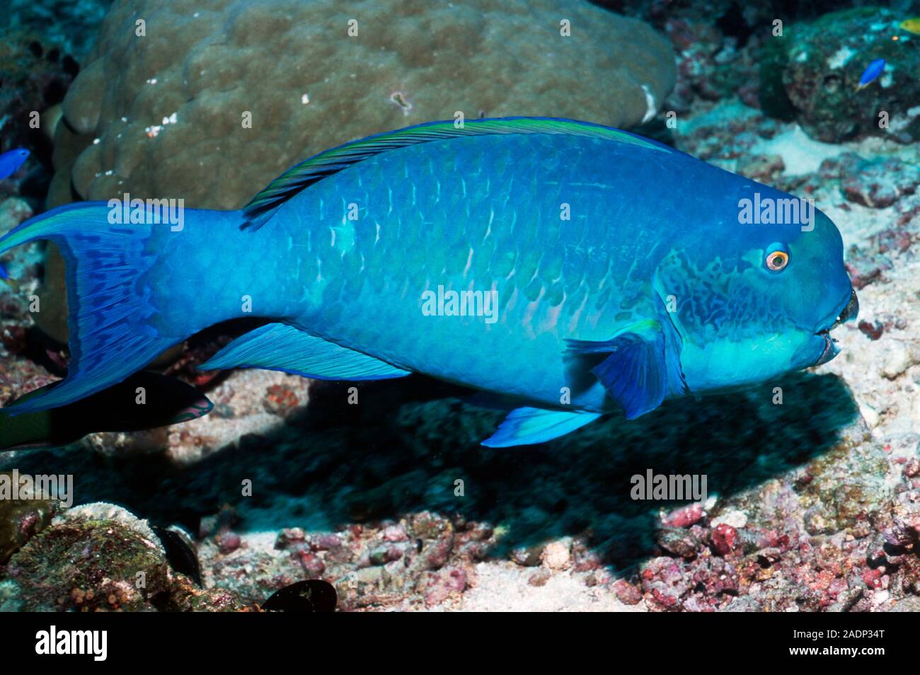 Turquoise-capped parrotfish (Scarus dimidiatus). The blue colour of ...