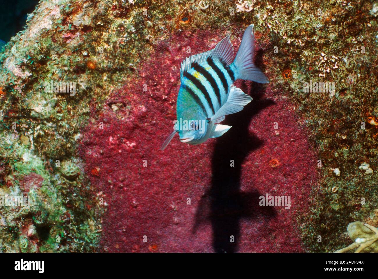 Male sergeant major (Abudefduf saxatilis) guarding his egg patch (red ...