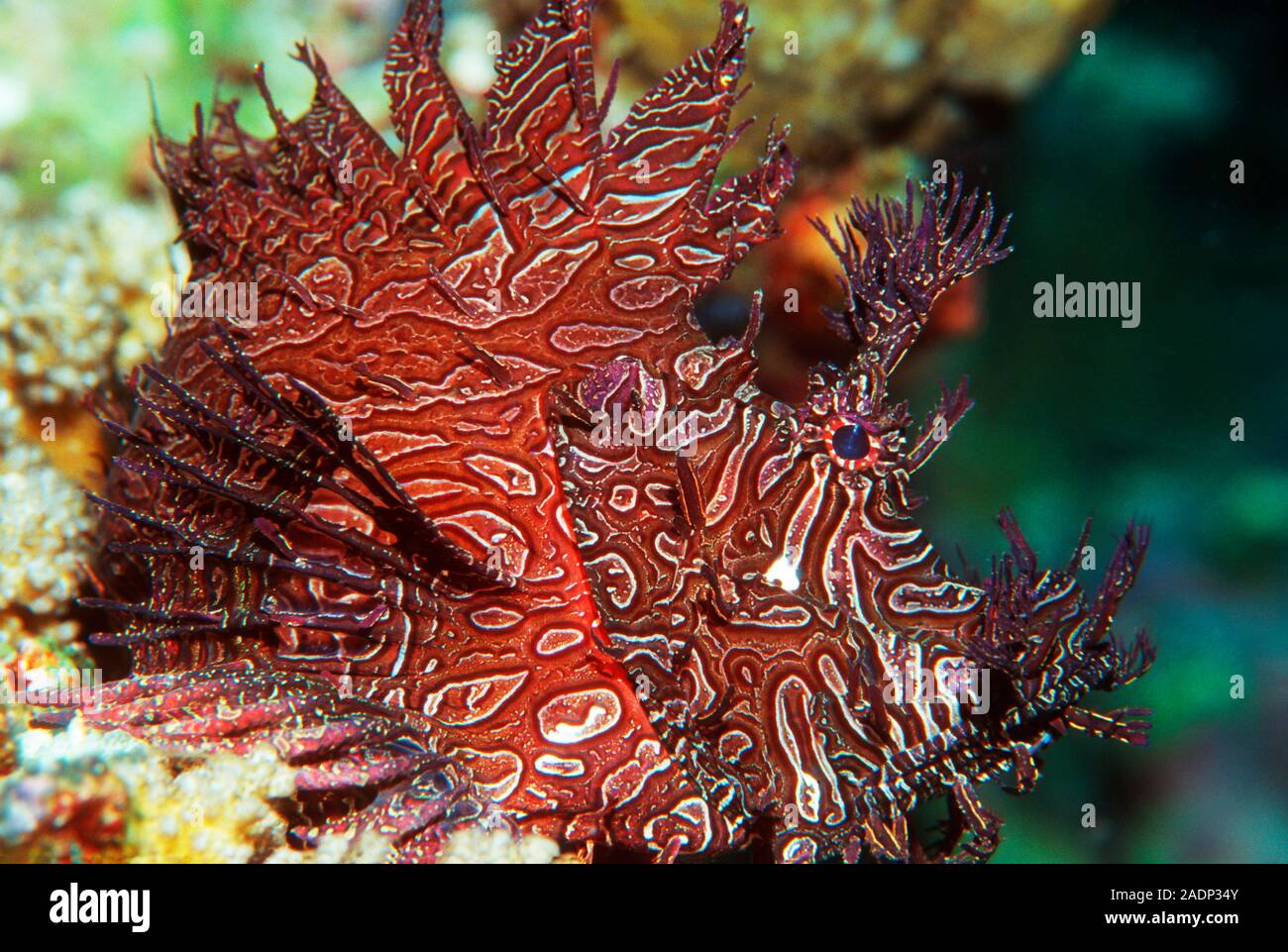 Merlet's scorpionfish (Rhinopias aphanes). This rare fish inhabits ...