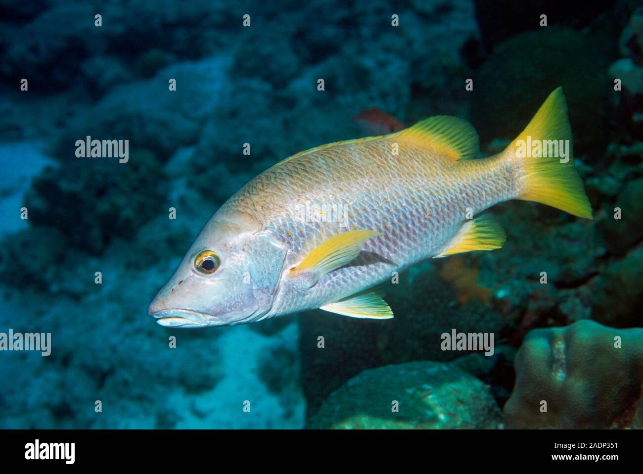 Schoolmaster snapper (Lutjanus apodus). This fish inhabits reefs and ...