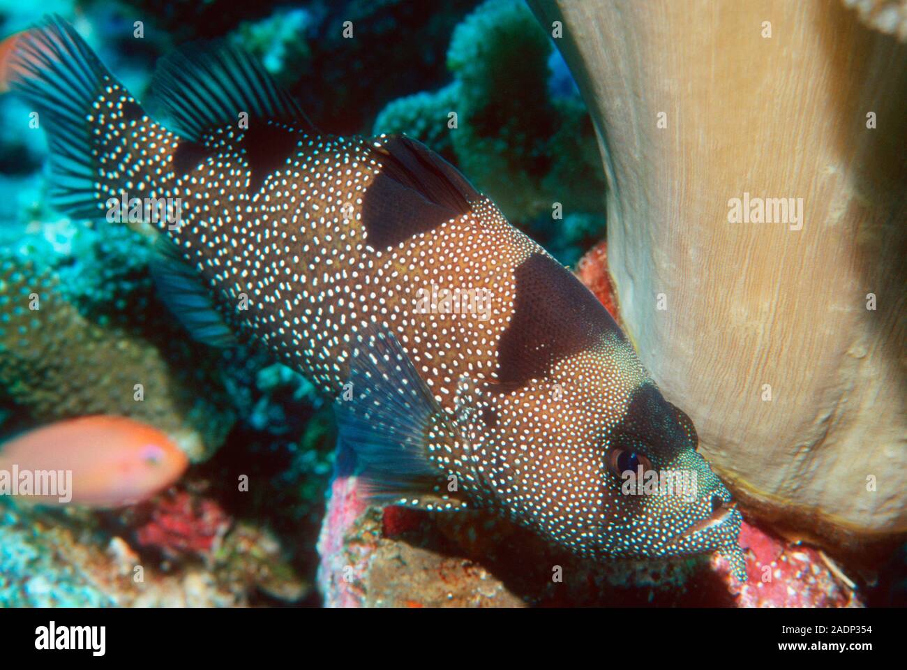Spotted soapfish (Pogonoperca punctata). This fish inhabits coral reefs ...