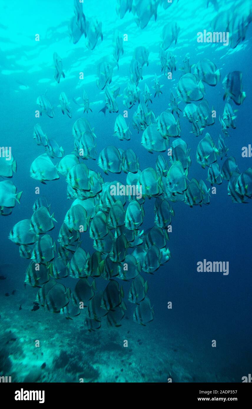 Batfish (Platax orbicularis) shoaling in shallow water. This fish, also ...