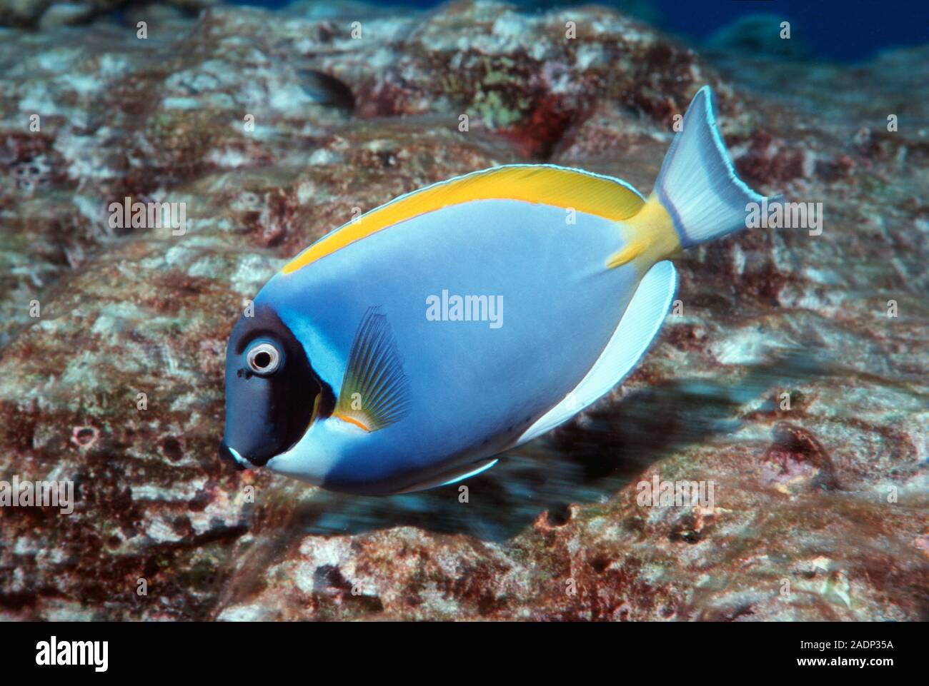 Powder blue surgeonfish (Acanthurus leucosternon). This fish inhabits ...