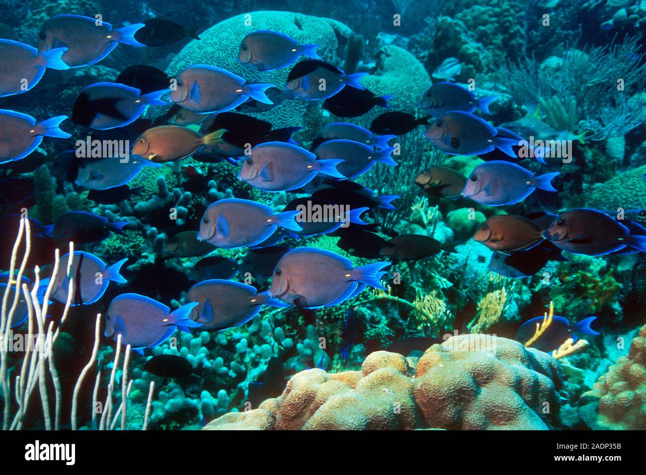 Blue tang (Acanthurus coeruleus) shoaling over a coral reef. This fish ...