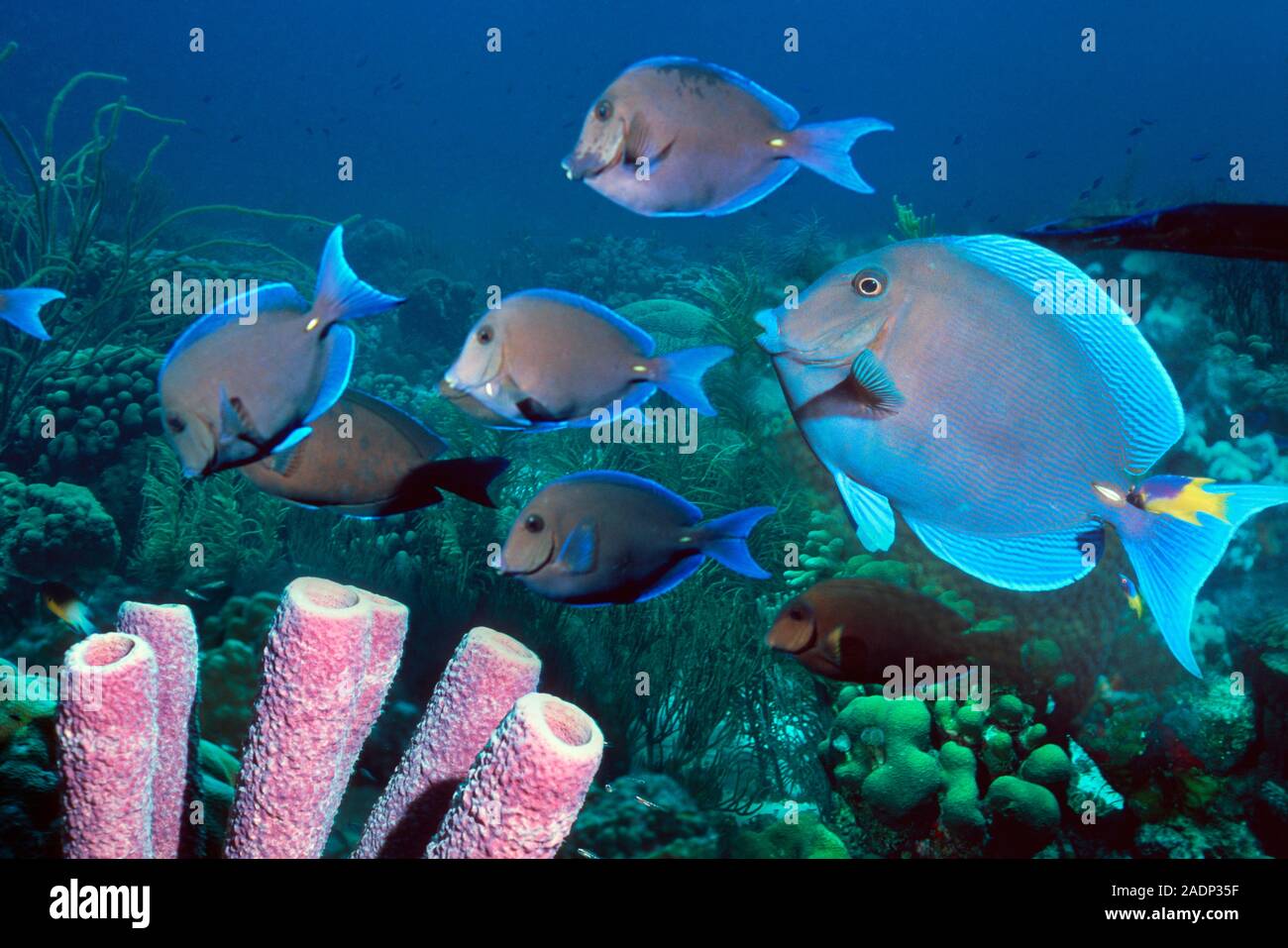 Blue tang (Acanthurus coeruleus) shoaling over a coral reef. This fish ...