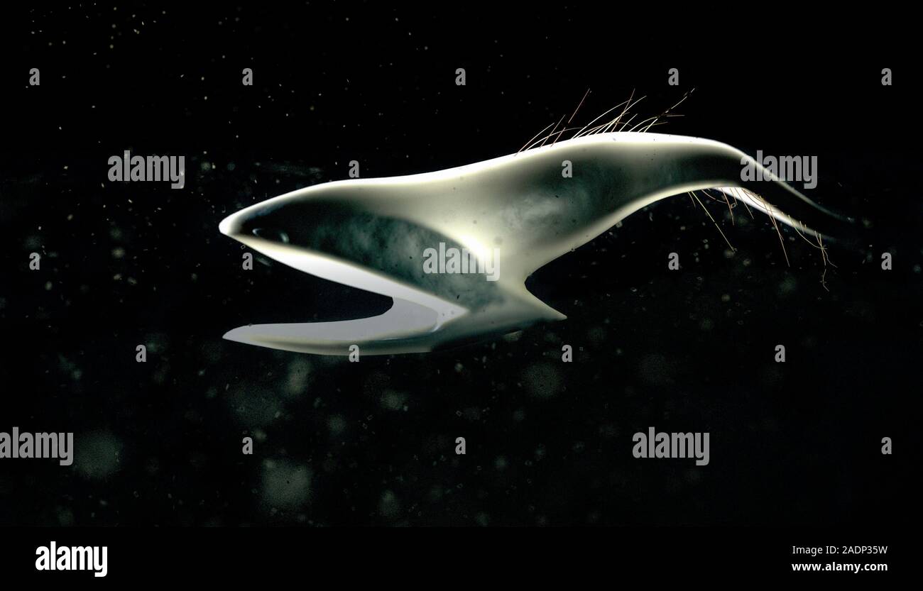 Pelican eel (Eurypharynx pelecanoides), computer artwork. This is a ...