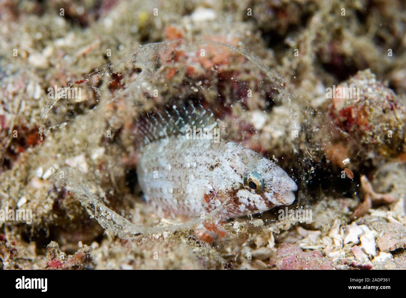 Parrotfish (family Scaridae) sleeping in a bubble of mucus. It is ...