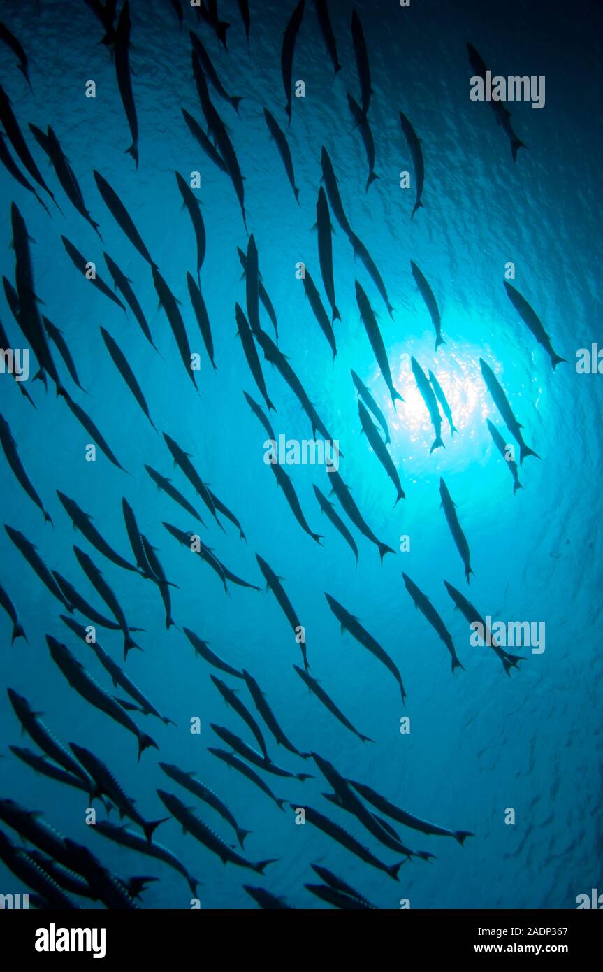Chevron barracuda (Sphyraena qenie) schooling at the entrance to Mapia ...