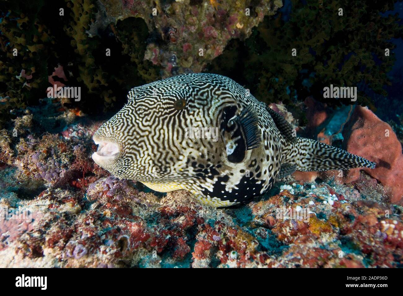 Map pufferfish (Arothron mappa). The body of this pufferfish contains ...