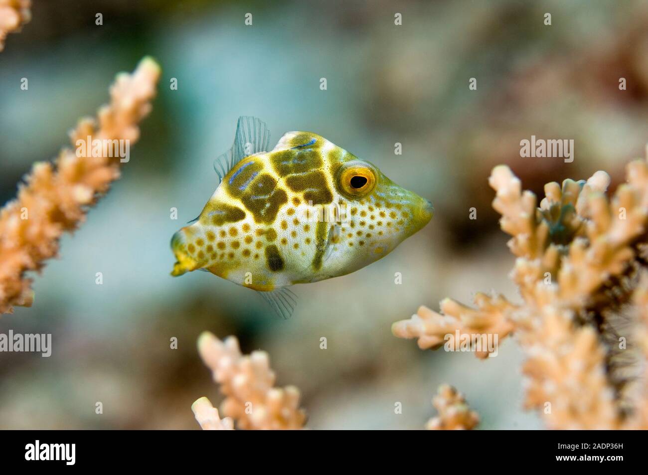 Juvenile mimic filefish (Paraluteres prionurus). This fish mimics the ...