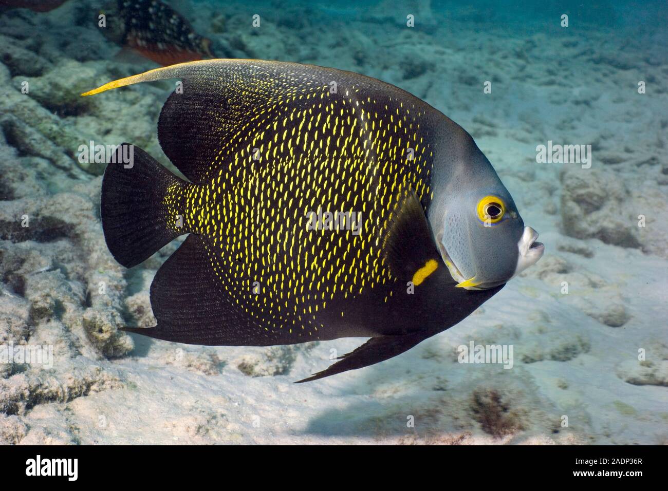 French angelfish (Pomacanthus paru). This fish inhabits shallow waters ...