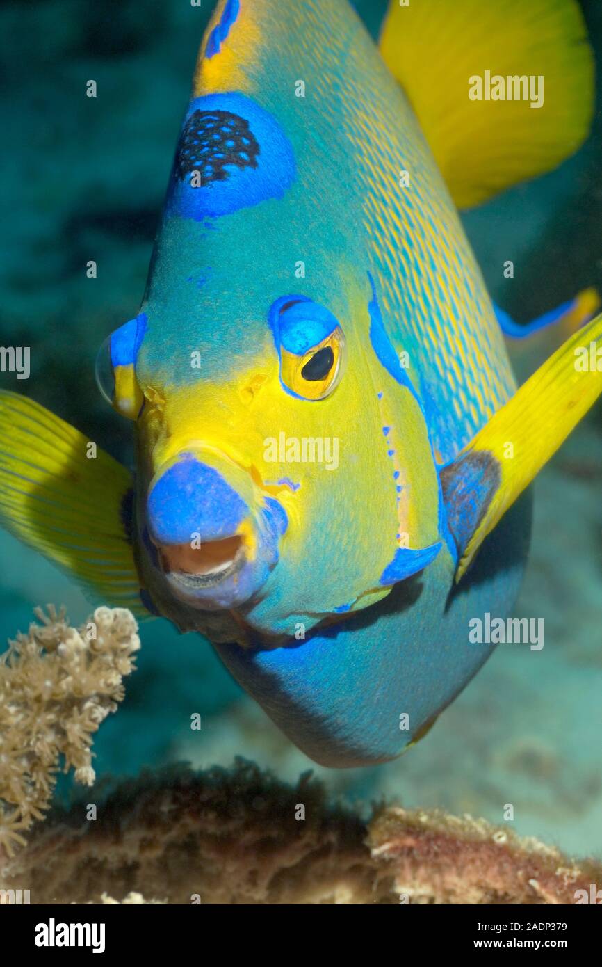Queen angelfish (Holacanthus ciliaris). This fish inhabits coral reefs ...