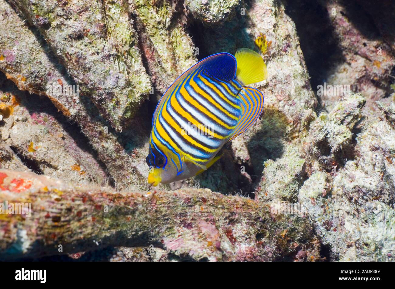 Royal angelfish (Pygoplites diacanthus) swimming over corals. This fish ...