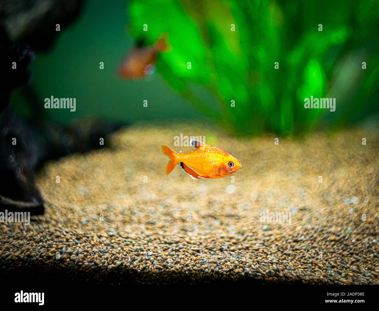 tetra serpae (Hyphessobrycon eques) in a fish tank Stock Photo - Alamy