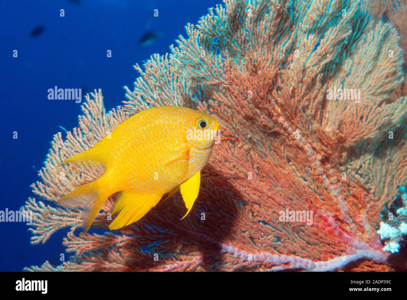 Golden damselfish (Amblyglyphidodon aureus) on a coral reef. This fish ...