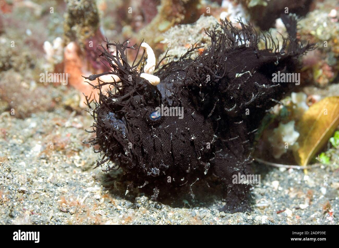 Shaggy frogfish (Antennarius hispidus). This fish, also known as the ...