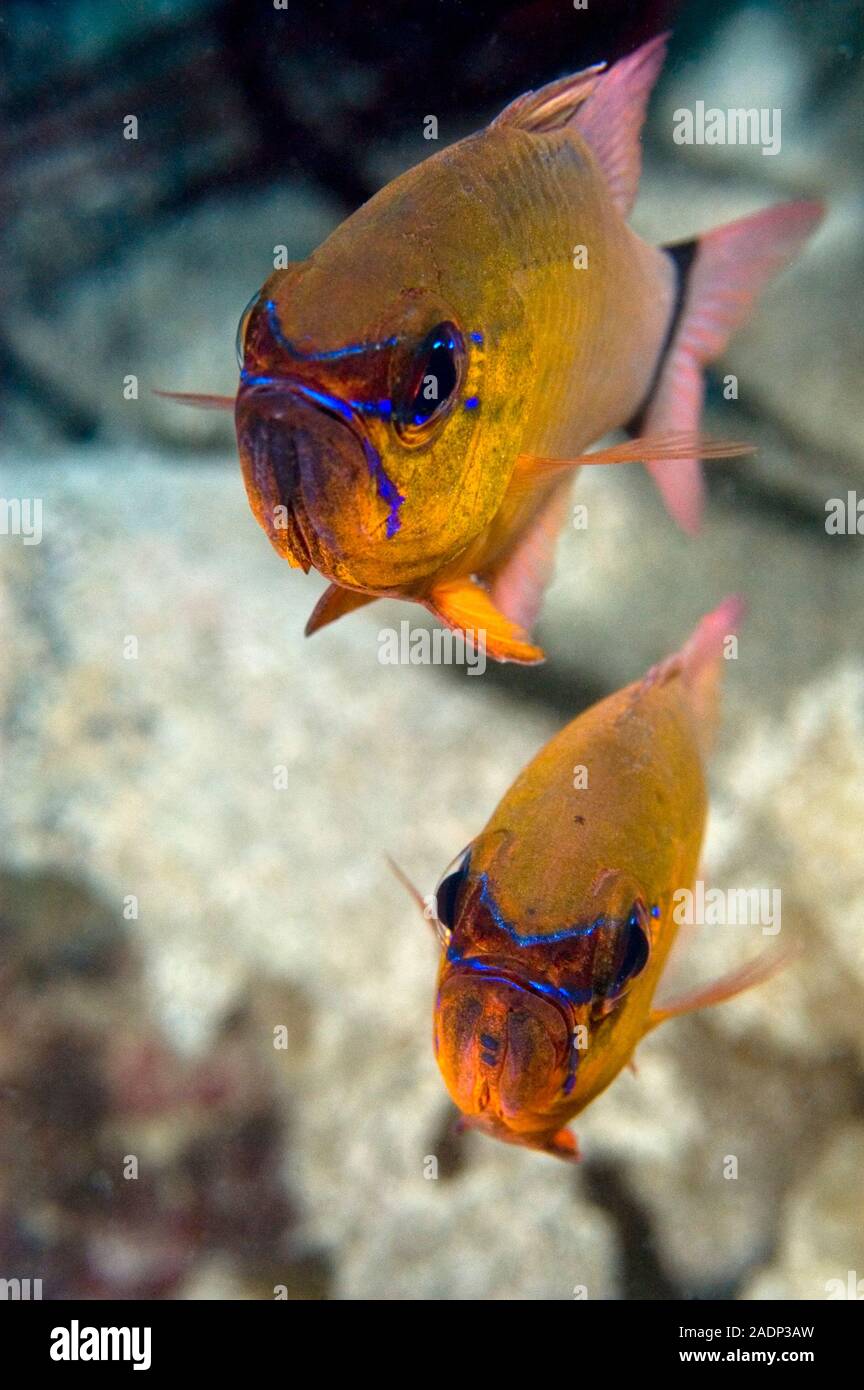 Ring-tailed cardinal fish (Apogon aureus). These common fish spend most ...