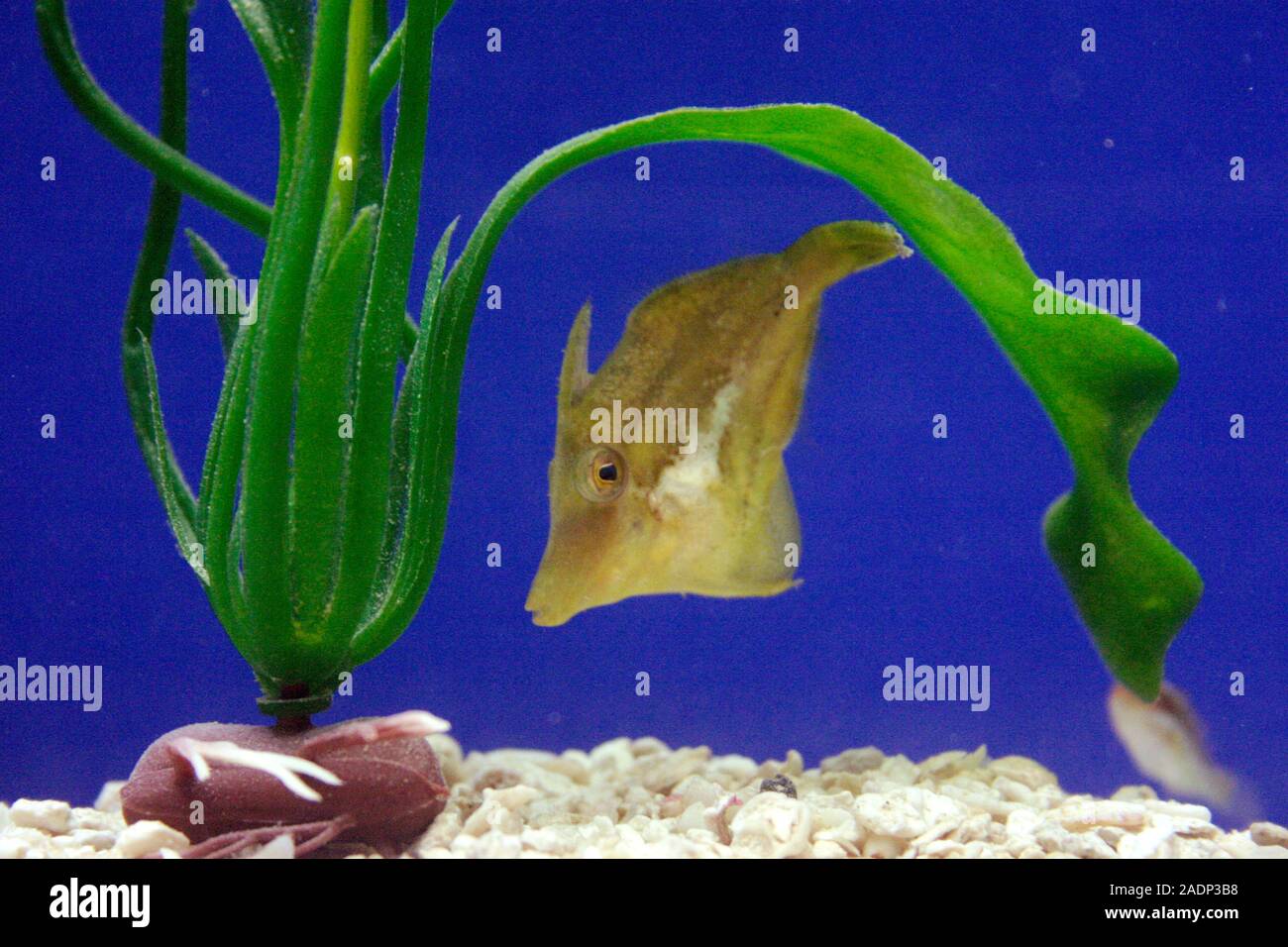 Sharpnose puffer fish (Canthigaster rostrata). This fish is native to ...