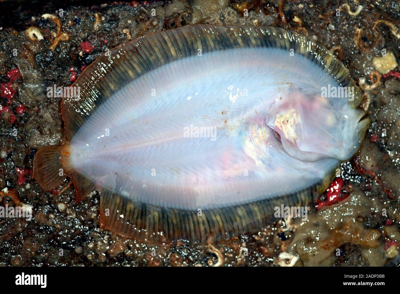 Common topknot (Pleuronectes punctatus). This is the underside of the ...