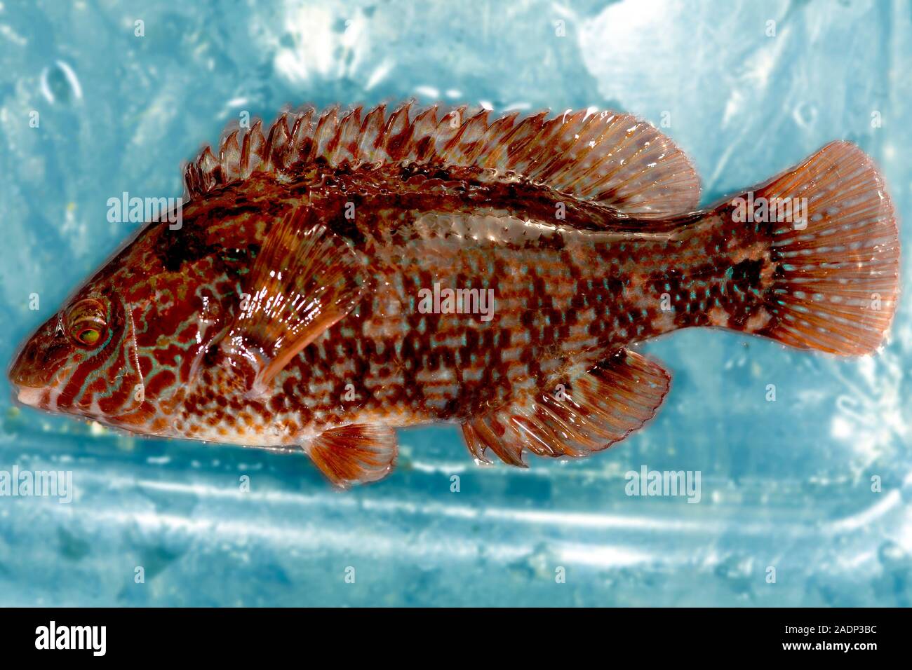 Corkwing wrasse (Symphodus melops). This marine fish inhabits shallow ...