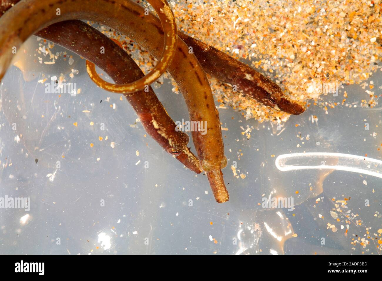Snake pipefish (Entelurus aequoruis). This is an open-water fish native ...