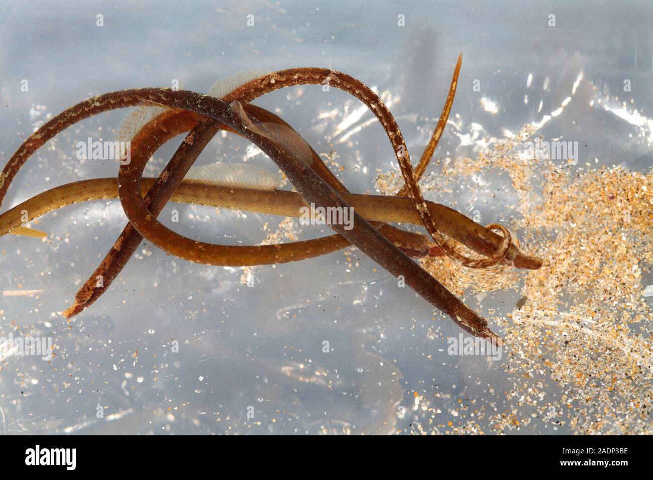 Snake pipefish (Entelurus aequoruis). This is an open-water fish native ...