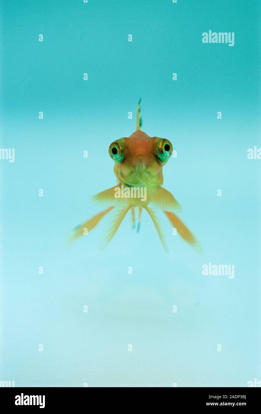 Telescopic eyed goldfish (Carassius auratus). Selective breeding ...