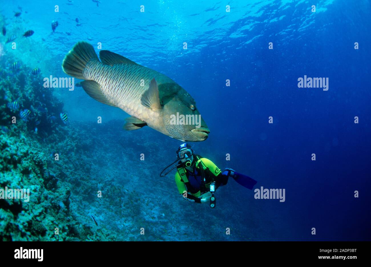 Napoleon wrasse (Cheilinus undulatus) and diver. This large fish, also ...