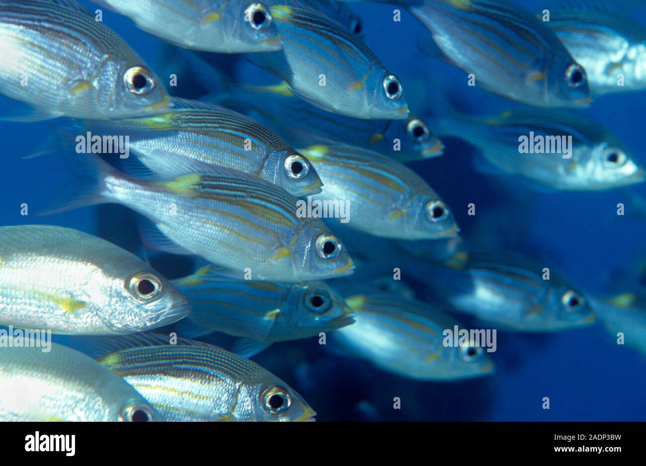 Yellowspot emperor fish. School of yellowspot emperor fish ...