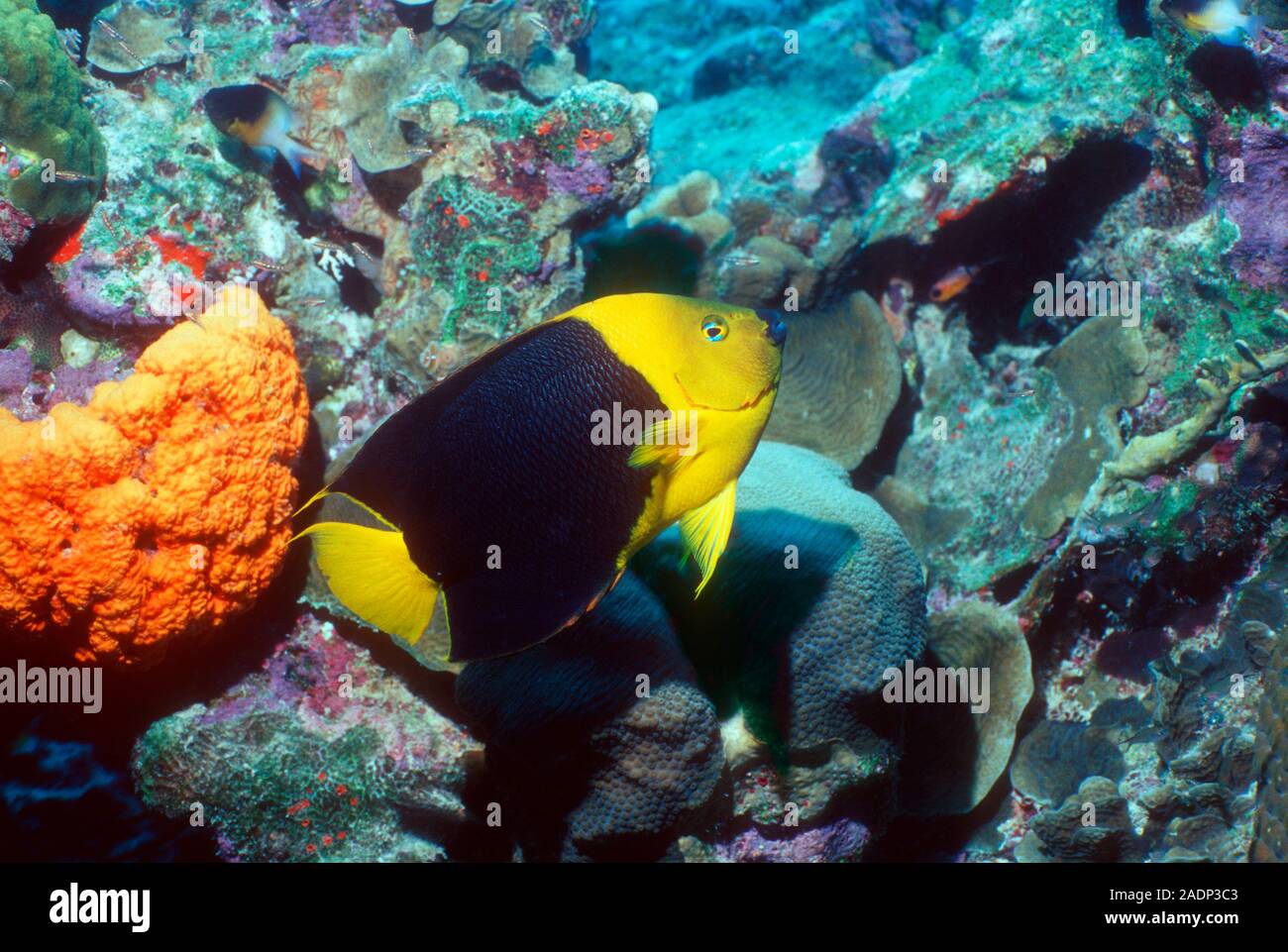 Rock beauty angelfish (Holacanthus tricolor). This fish inhabits rock ...