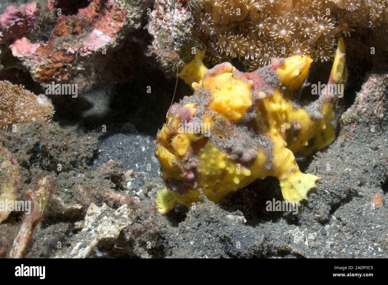 Painted frogfish (Antennarius pictus). This fish can grow up to 30 cm ...