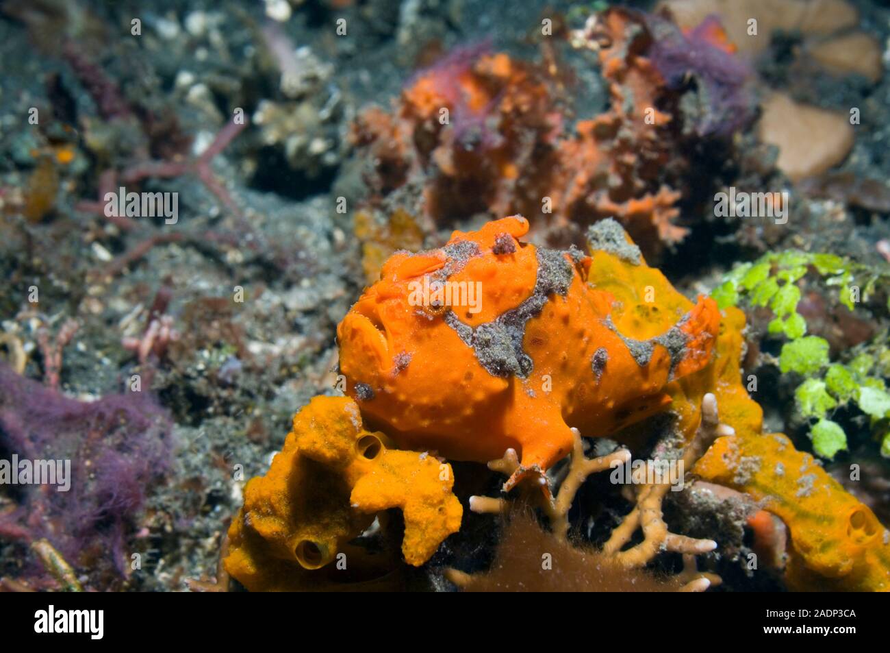 Warty frogfish (Antennarius maculatus). This fish can grown up to 15 cm ...
